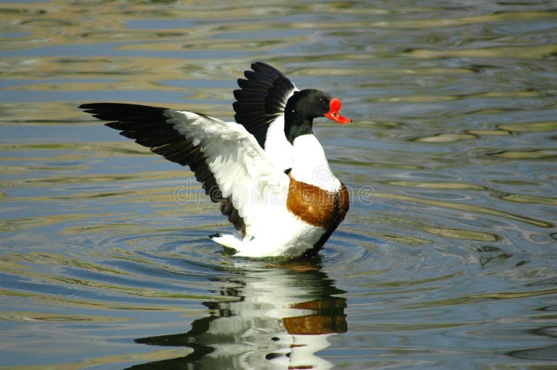 Duck stock image. Image of wild, road, friendly, nthe - 68713675