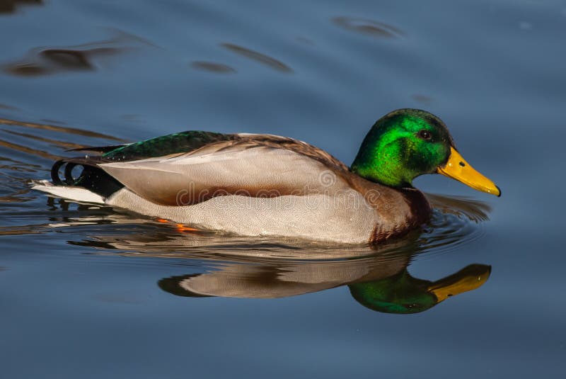 Duck stock photo. Image of lake, animals, calm, brids - 50891860
