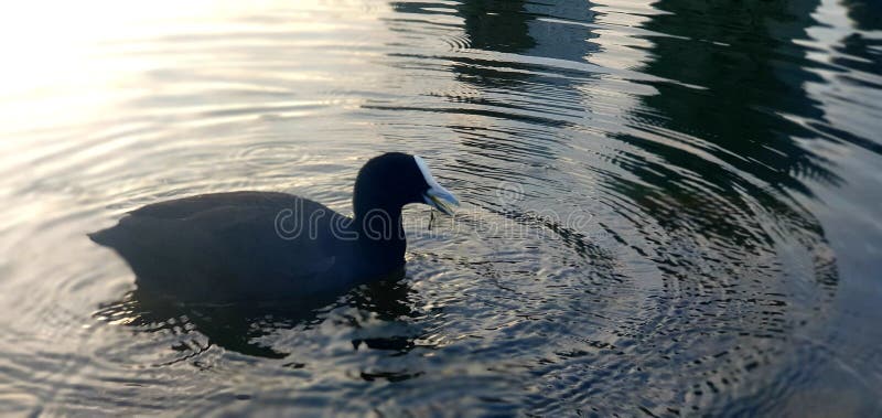 Duck in the view stock photo. Image of park, water, view - 205176696