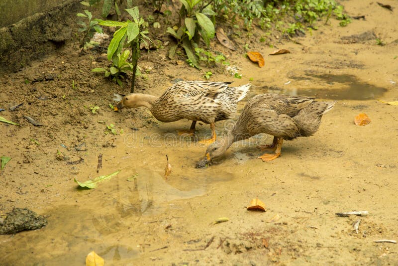 Duck, Village on Bangladesh Stock Image - Image of birds, duckling ...