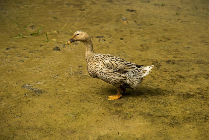 Duck, Village on Bangladesh Stock Photo - Image of export, animal ...
