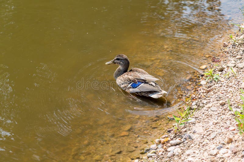 Duck Wading into Pond stock image. Image of duck, pond - 65546013