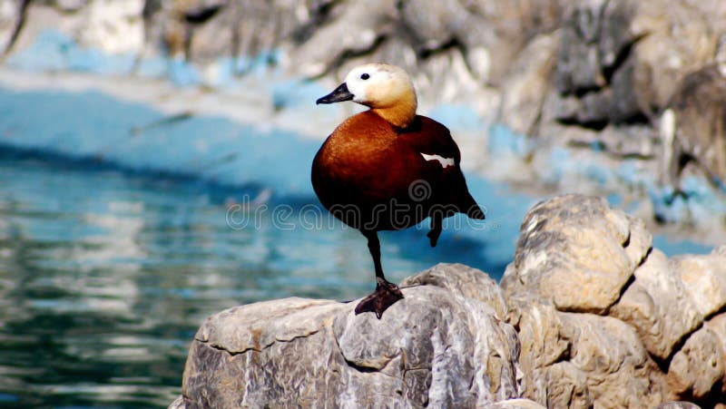 Duck Waiting Alone on the Lake Stock Photo - Image of resting, animal ...