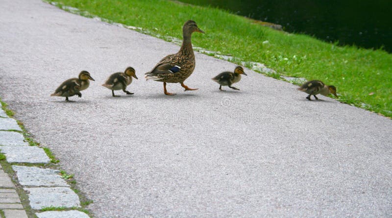 Duck walk stock image. Image of ducklings, walk, grass - 11543217