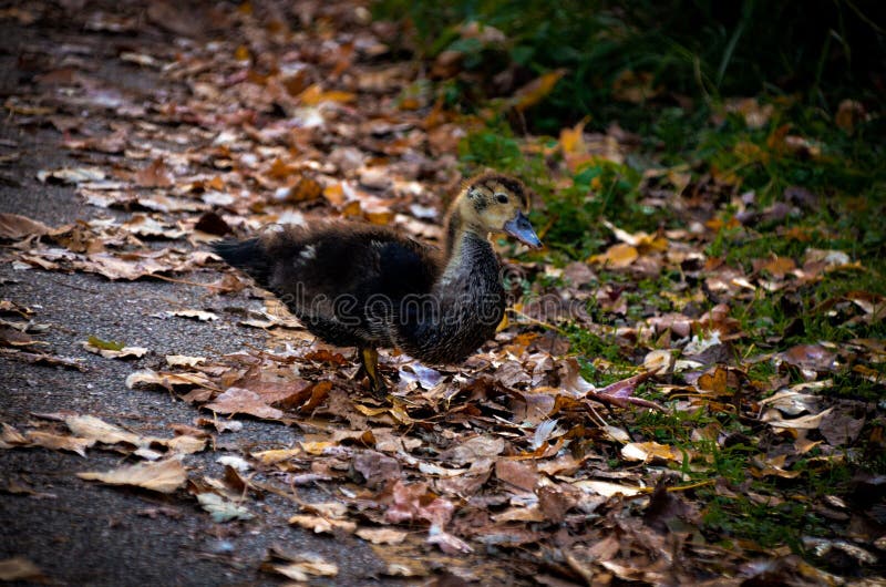 Duck Walking Down a Path in the Fall with Leaves on the Ground Stock ...