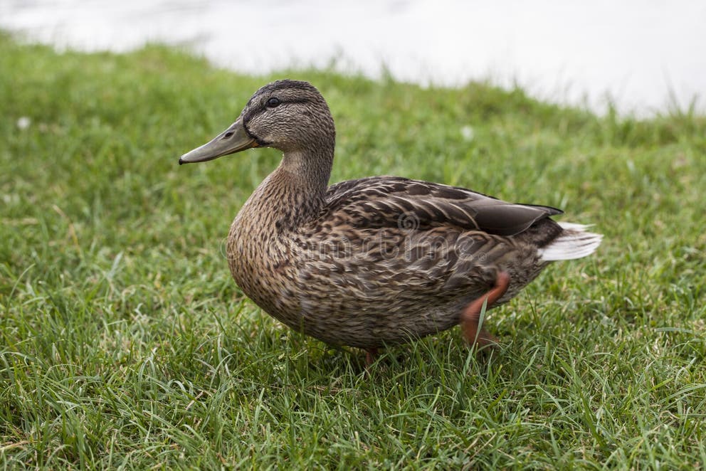 Duck Walking on the Edge of a Pond Stock Image - Image of closeup ...