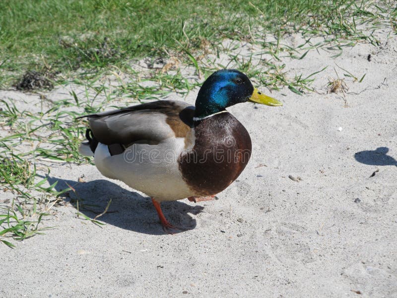 Duck stock photo. Image of farm, meat, grey, quack, snout - 30825324
