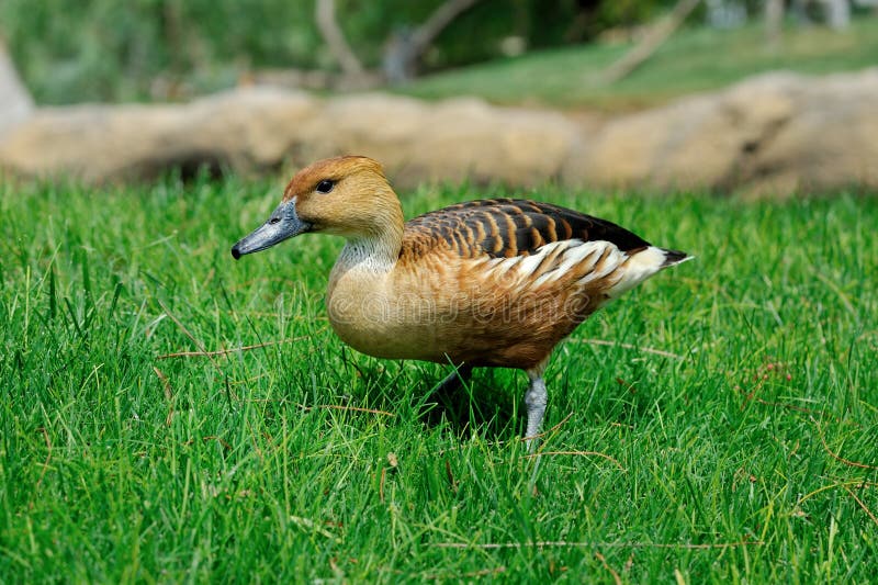 Duck walking on the grass stock photo. Image of brown - 26211960