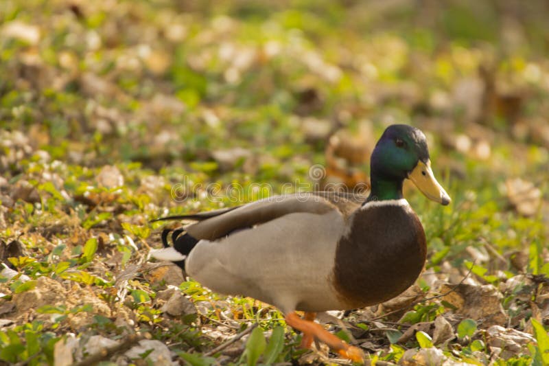 Duck walking on the grass stock photo. Image of wildlife - 370128366