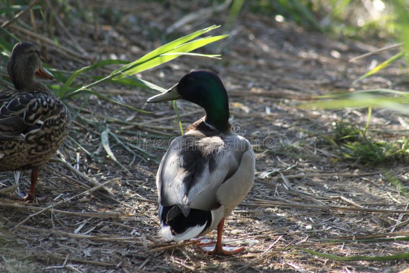 Female Duck Side View with Head on Back on Green Background Stock Photo ...