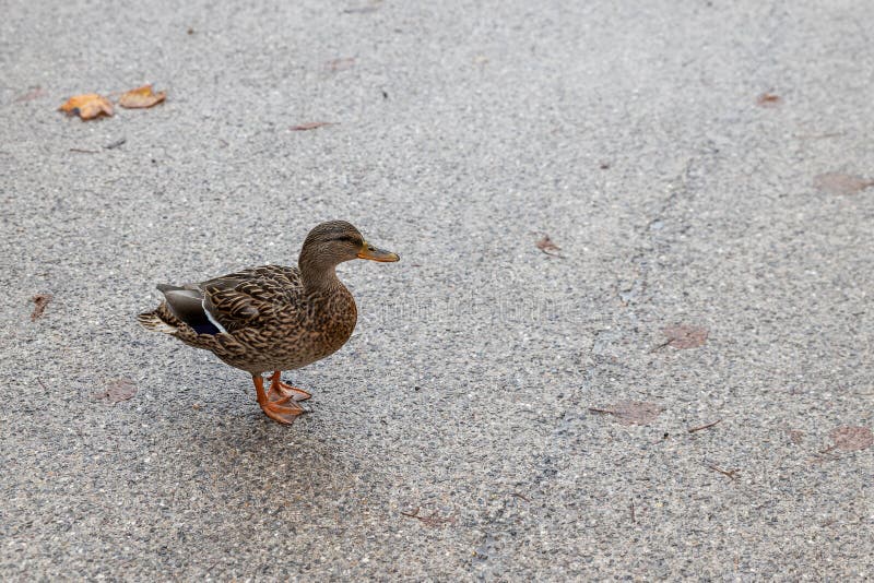 Duck Walking on the Road, Wild Bird on Asphalt Background Stock Image ...