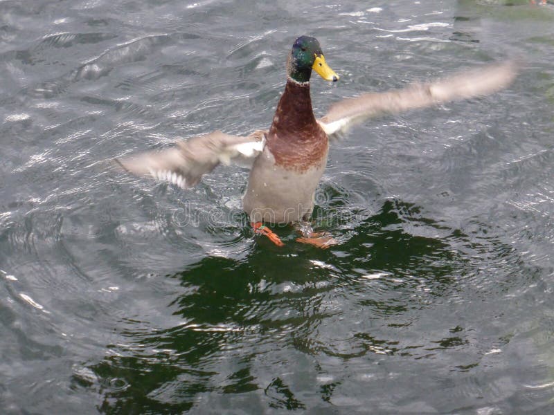 Duck walking on a sea stock image. Image of summer, splash - 100192863