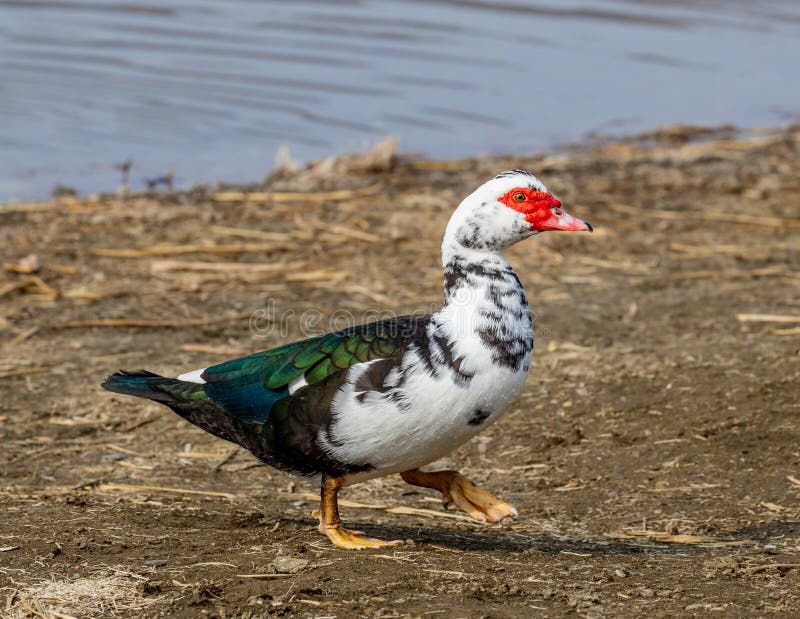 A duck walking on a shore stock image. Image of mallard - 349093949