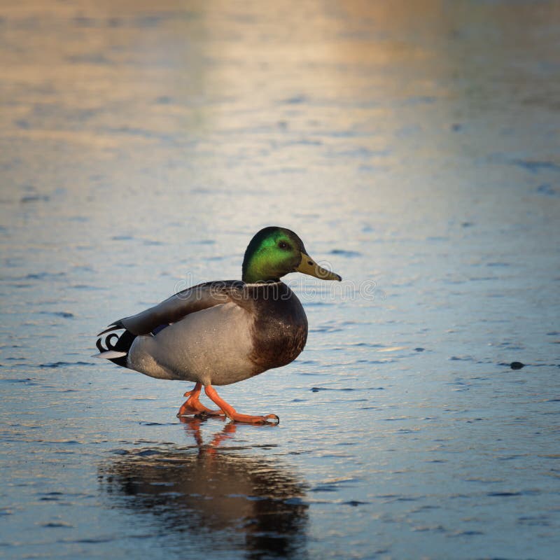 Duck Walks on the Frozen Lake Stock Photo - Image of wild, blue: 86537586