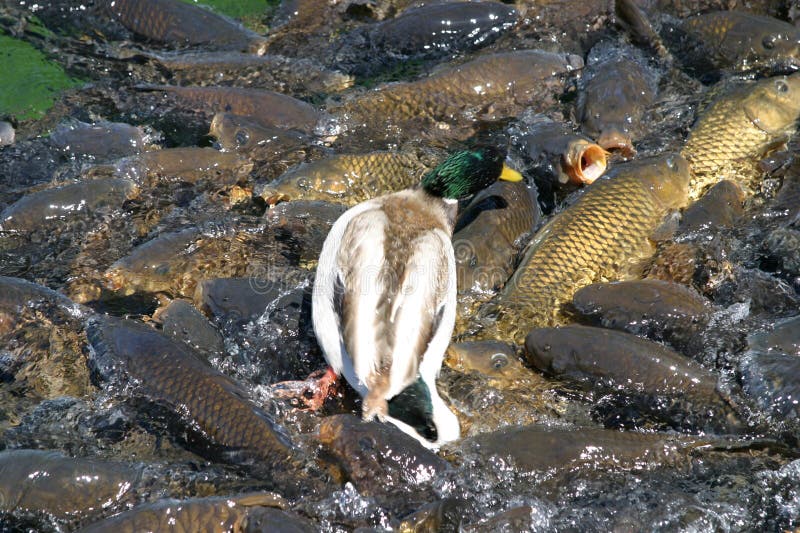 Duck walks on the carp stock image. Image of friendly - 341349857