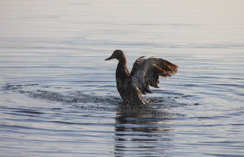 Duck Washing Itself in the Lake Stock Image - Image of washing, water ...