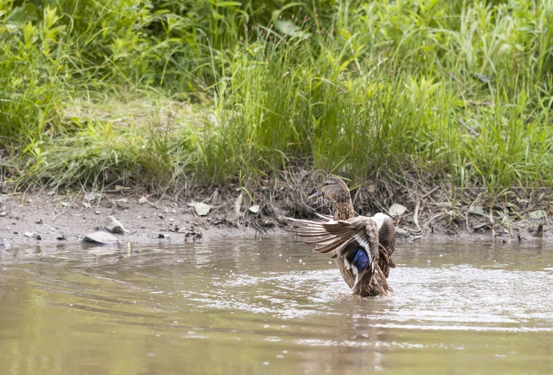 Duck Washing Itself in a Water Stock Photo - Image of duck, animal ...