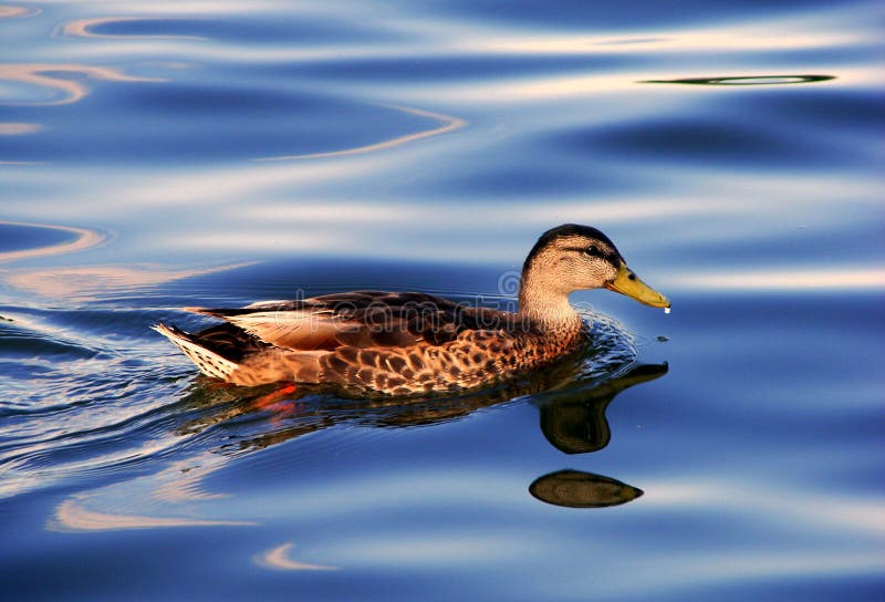 Duck on water stock photo. Image of incredible, drop - 13050846