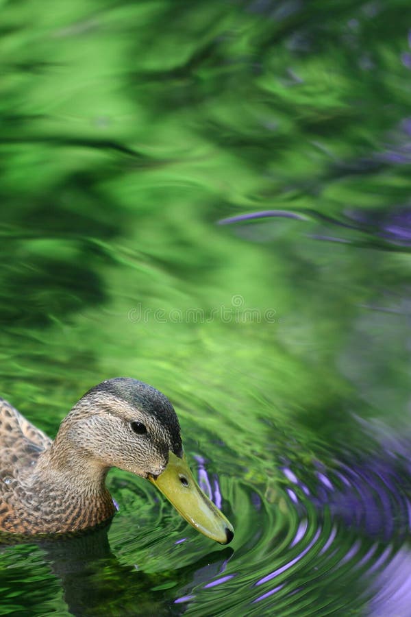 Duck in water. stock photo. Image of vertical, bird, float - 13488776