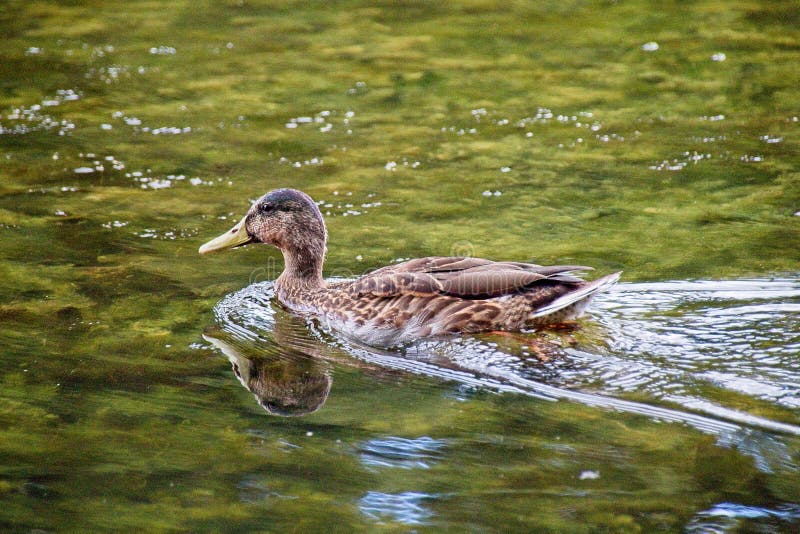 Duck on the water stock image. Image of bird, beak, summer - 214716417