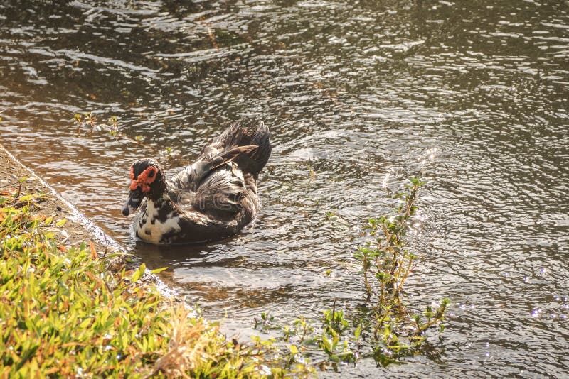 Duck in water stock photo. Image of bird, lake, blue - 243581552
