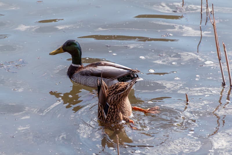 Duck in the water stock image. Image of grass, blue - 266331011