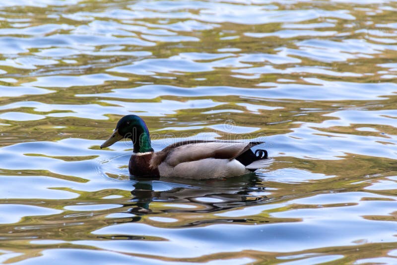 Duck in the water stock photo. Image of pond, wildlife - 268132352