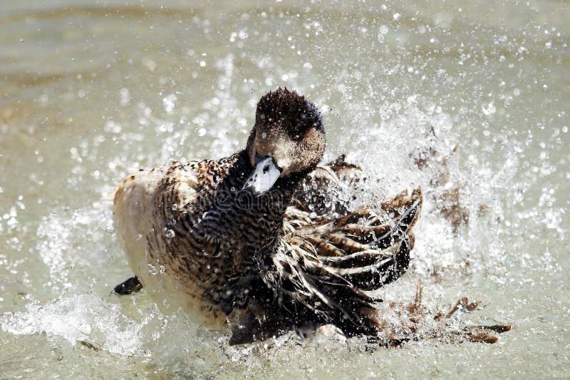 Duck in the water stock image. Image of dunk, splash, swimmer - 3172543