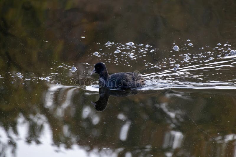 Duck on the water stock photo. Image of fauna, swim - 362517618