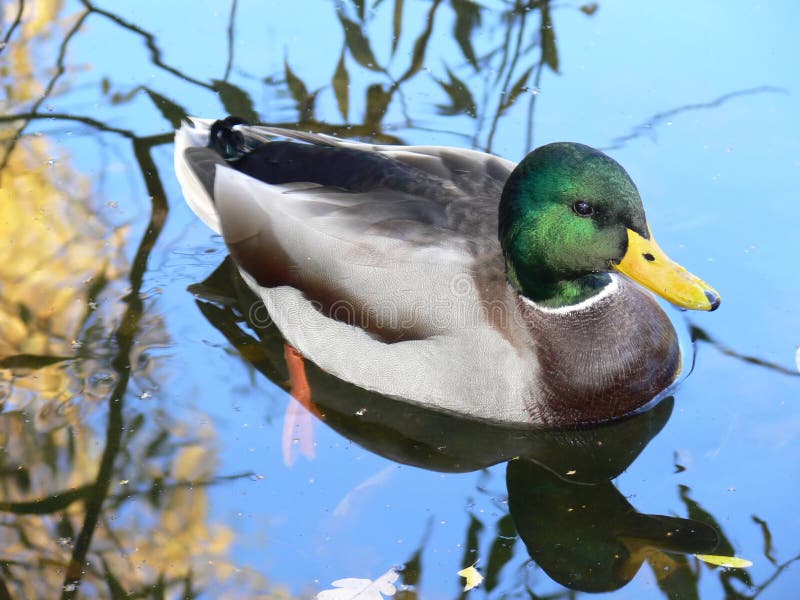 Duck in the water stock image. Image of papera, animal - 4214941