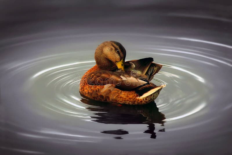 Duck In Water Picture. Image: 97313154