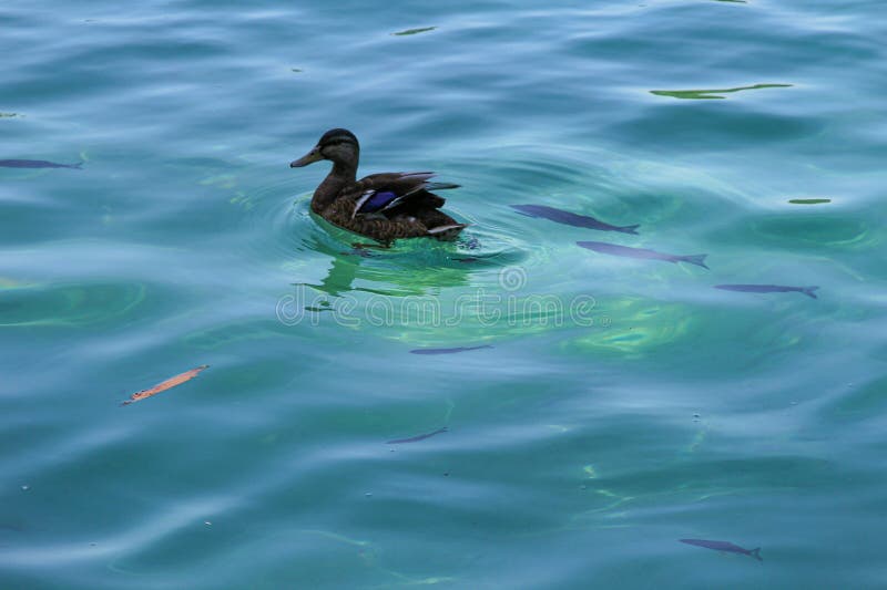 Duck in Water. Azure Crystal Clear Water of Lake Stock Image - Image of ...
