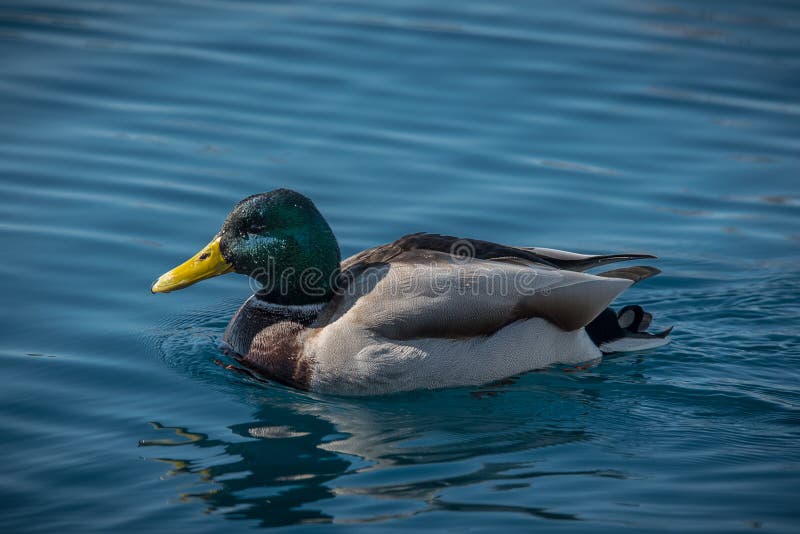 Duck in water stock photo. Image of duck, water, blue - 88657880