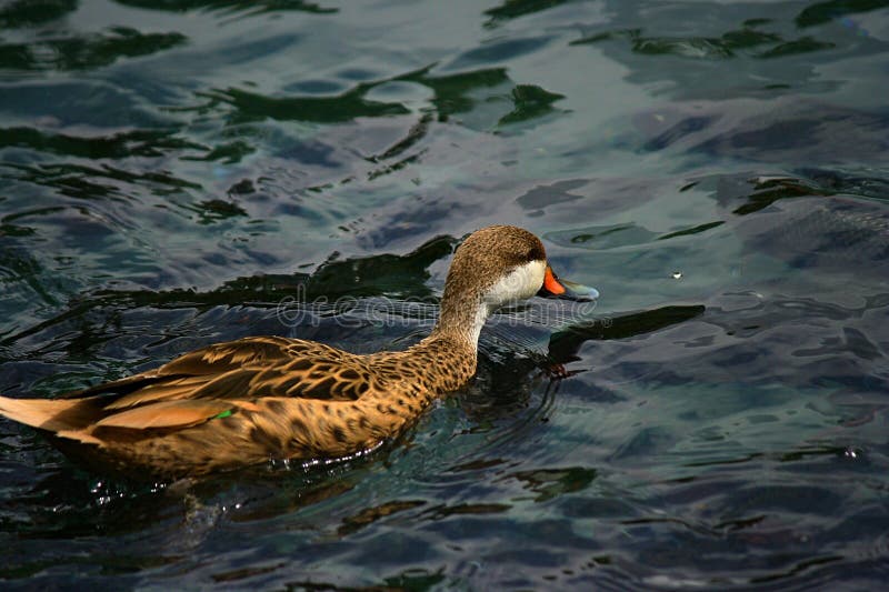 Duck stock photo. Image of duck, water, green, colors - 125234058