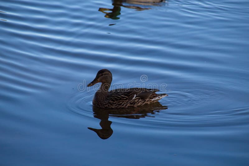 Duck on the water stock image. Image of outdoor, wildlife - 223082865