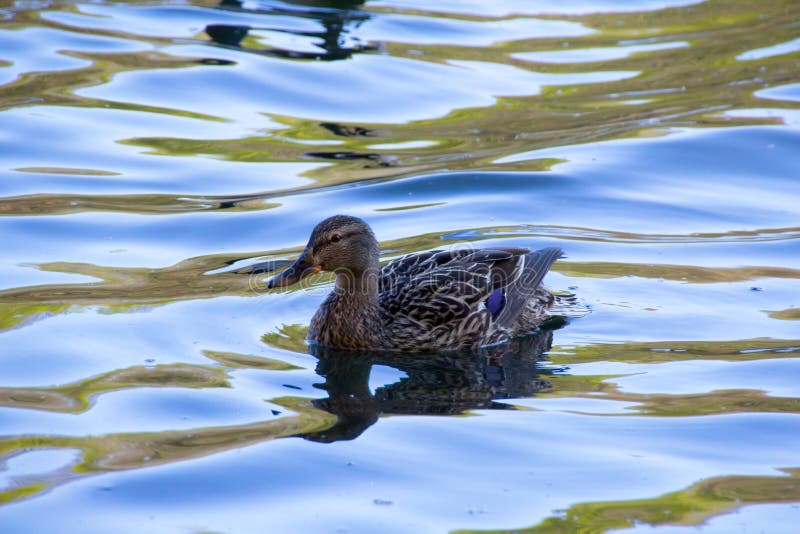 Duck on the water stock photo. Image of summer, duck - 229488460