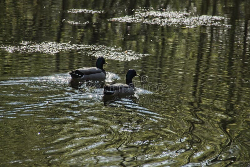 Duck on the water stock photo. Image of lake, water - 230189324
