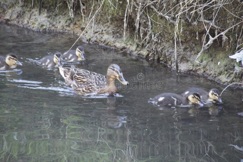 Duck on the water stock photo. Image of swimming, river - 230189350