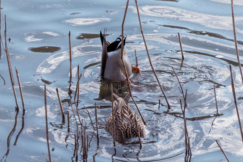 Duck in the water stock photo. Image of brown, nature - 266330984