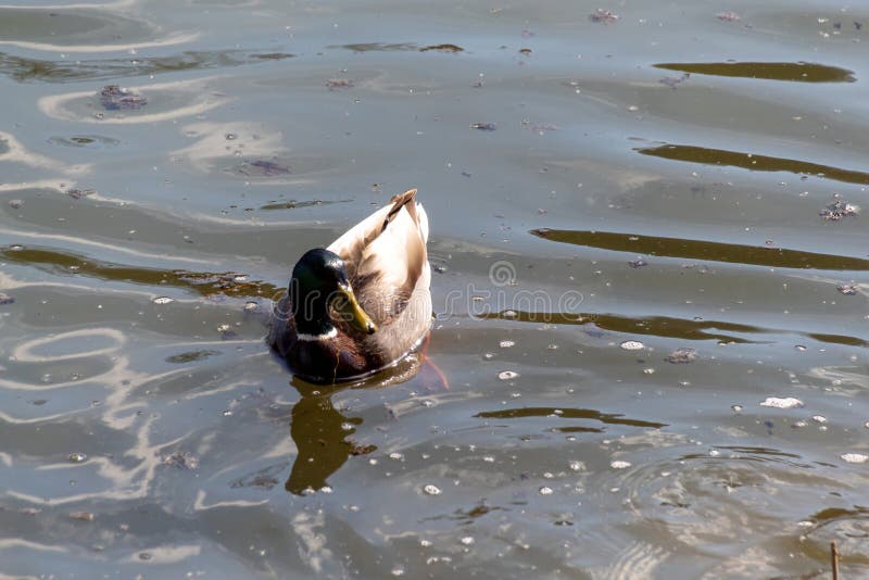 Duck in the water stock photo. Image of spring, mallard - 266331028