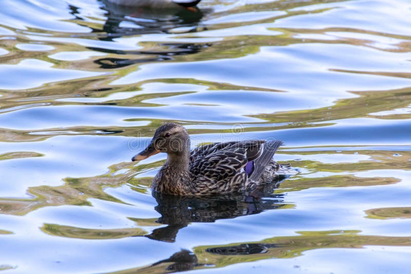 Duck in the water stock photo. Image of beak, outdoor - 268132364