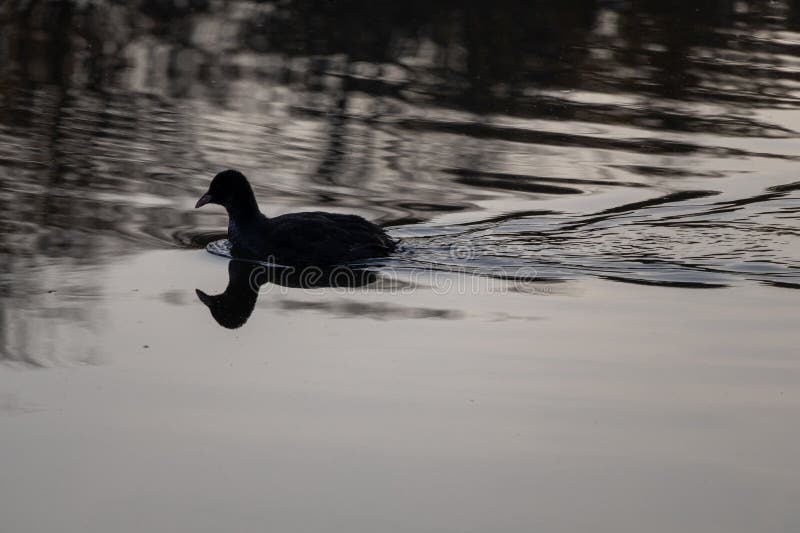 Duck on the water stock photo. Image of bird, beak, white - 362517576