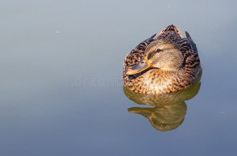 Duck Shadow Stock Images - Download 1,653 Royalty Free Photos