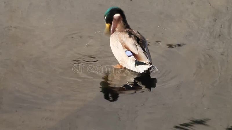 Duck on the water stock footage. Video of swim, walk - 66370312