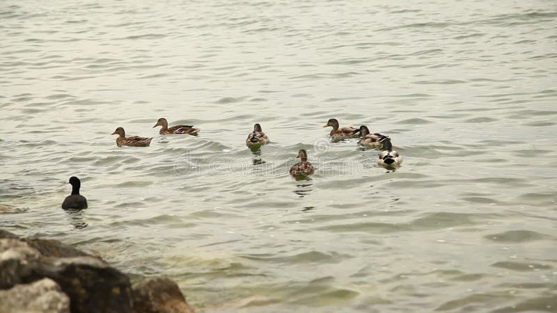 Duck in the Water India stock video. Video of life, artistic - 295804341