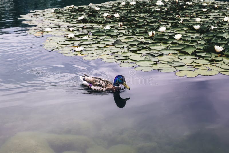 Duck in the water stock image. Image of birds, europe - 129750595