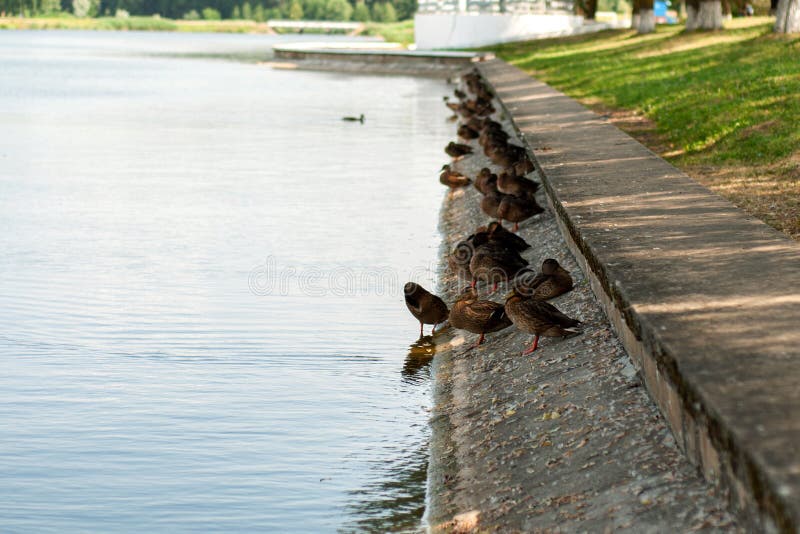 Duck in Water Lake Coast Surrounded with Other Ducks, Park Stock Photo ...