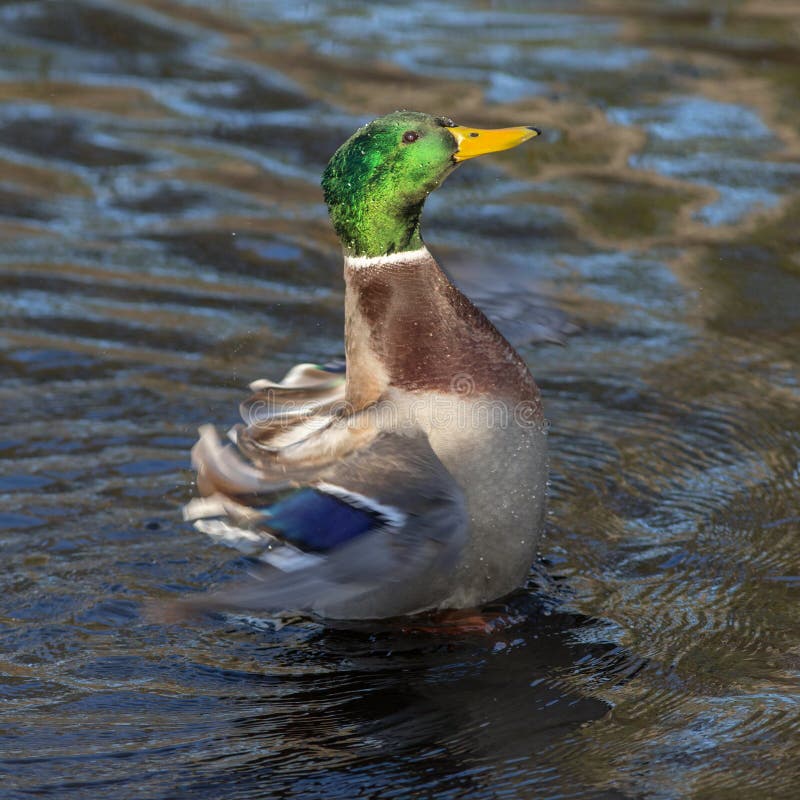 476 Duck Waving Stock Photos - Free & Royalty-Free Stock Photos from ...