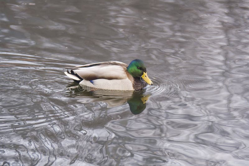 Duck in Water, Looking at His Reflection Stock Image - Image of plumage ...
