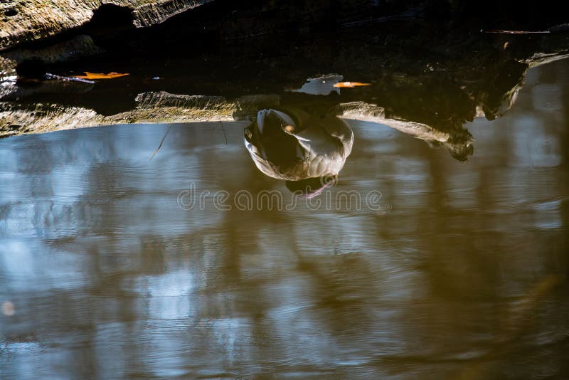 Duck in a water reflection stock photo. Image of environment - 243707036